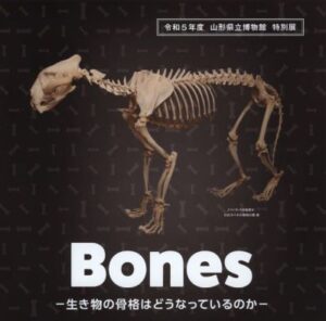 Bones －生き物の骨格はどうなっているのか－ – 山形県立博物館